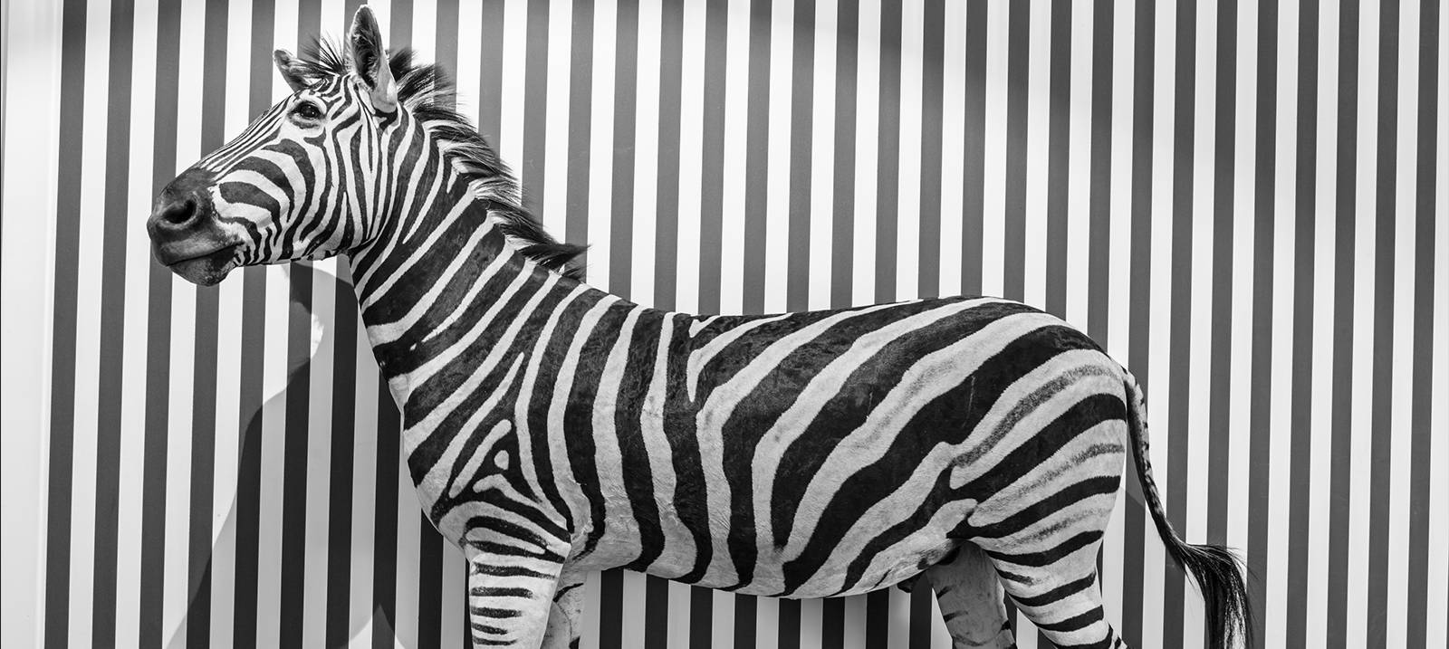 rayures-zebre-deco - Villa Paula